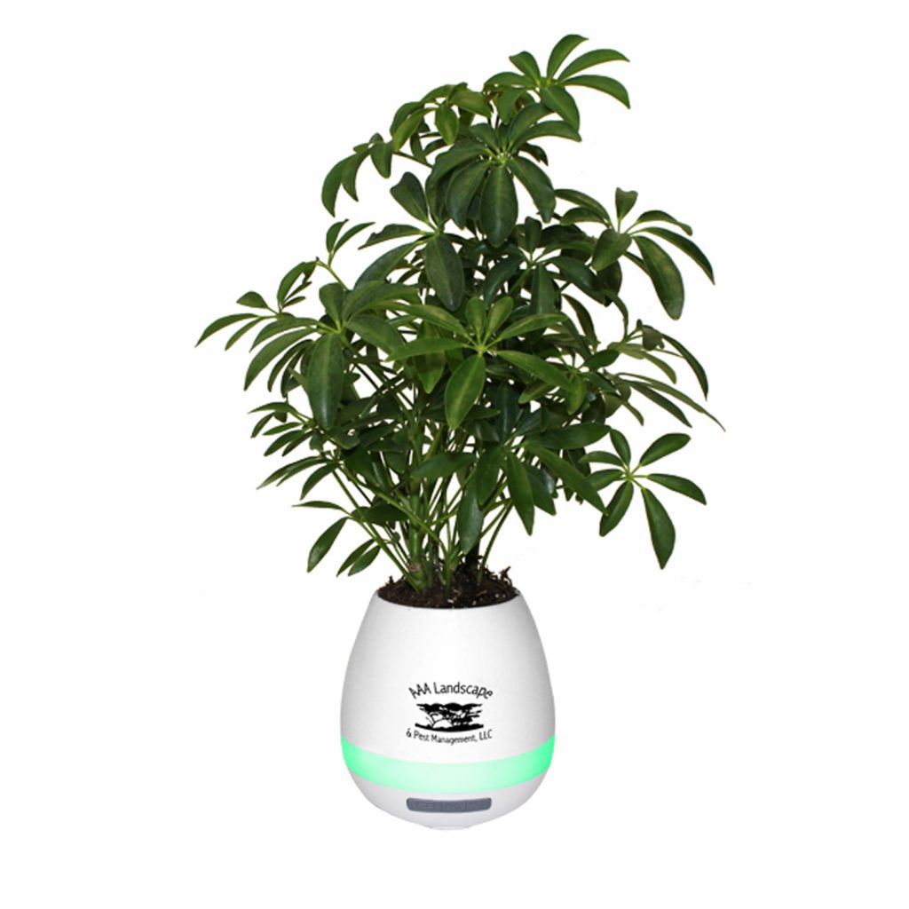 8 Best Promotional Plants For Corporate Gifts This Year | iPromo